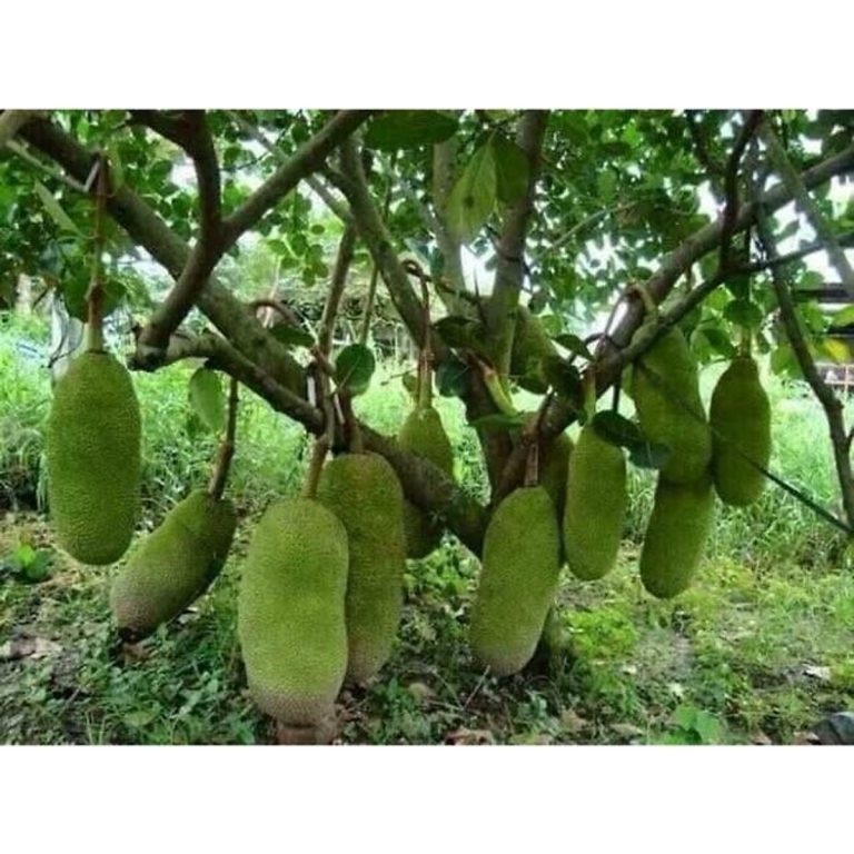 Cây Giống Mít Trái Dài Vườn Nhiệt Đới